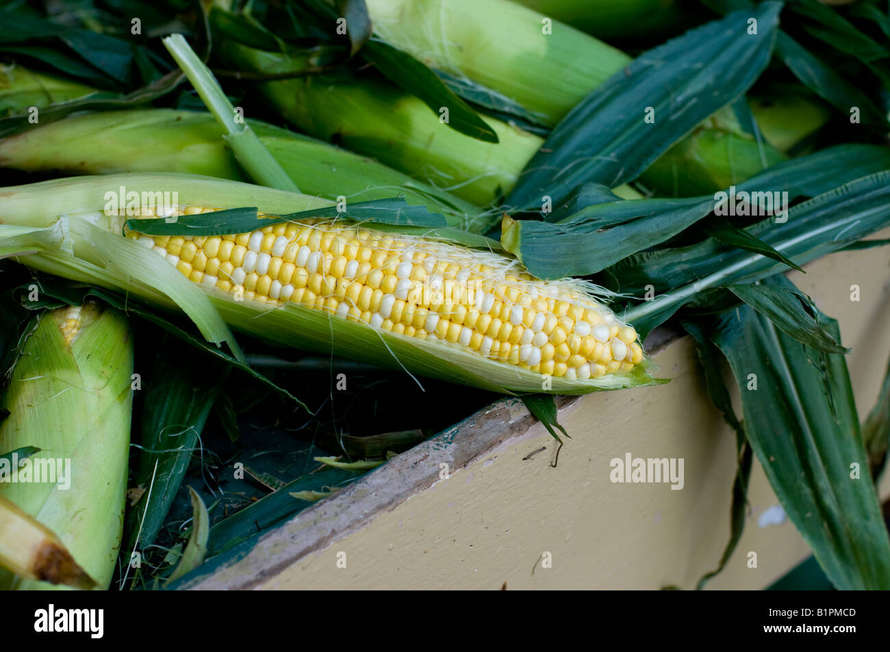 Fresh ears of corn at an open air market, USA Stock Photo - Alamy