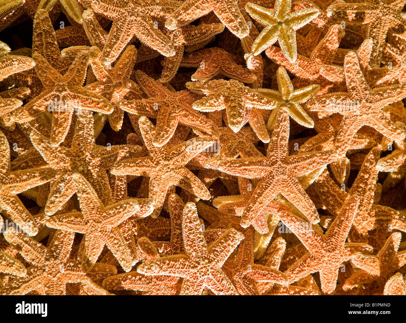 Conforming pattern hi-res stock photography and images - Alamy