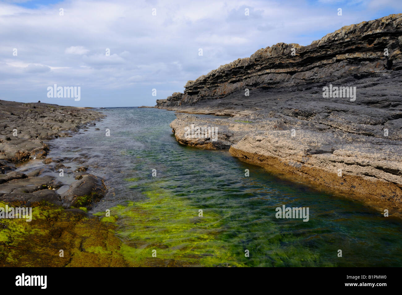 Bright green algae grows in a tidal pool along the Atlantic coast of ...