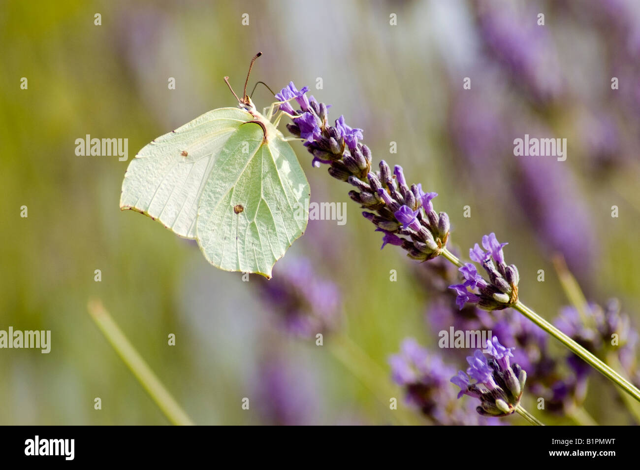 Butterfly on lavender Stock Photo - Alamy