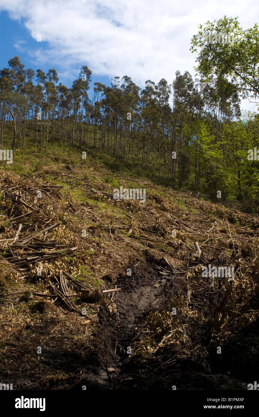 Deforestación del norte hi-res stock photography and images - Alamy