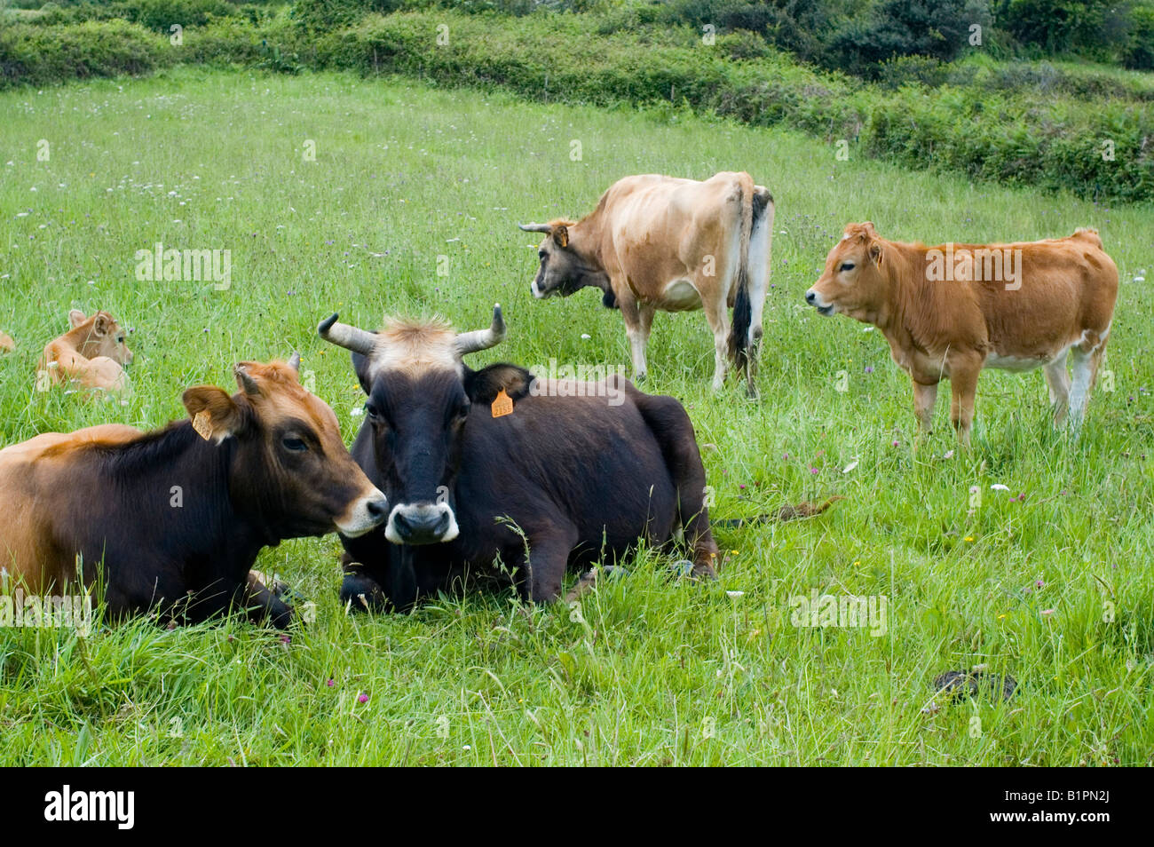 Cows and calfs Asturias region SPAIN Stock Photo - Alamy