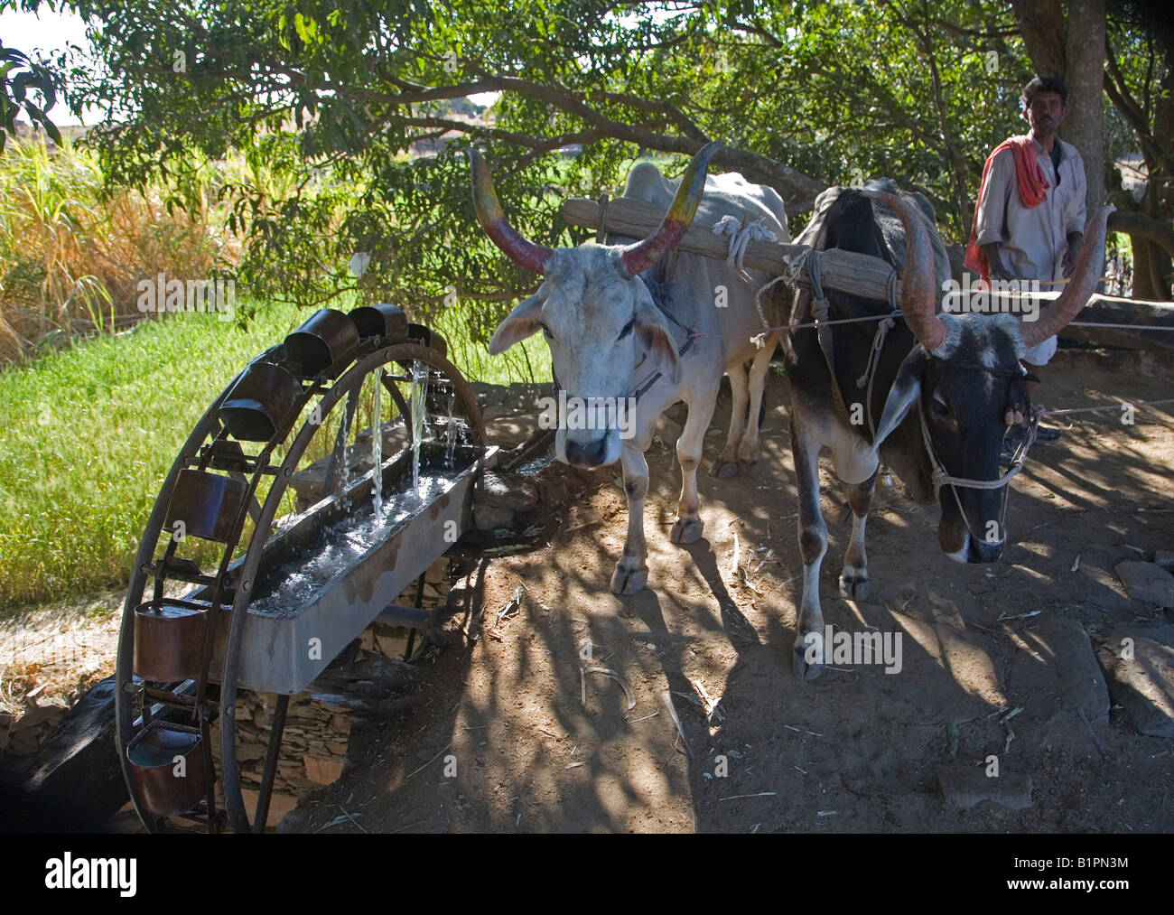 Persian Wheel India High Resolution Stock Photography and Images - Alamy