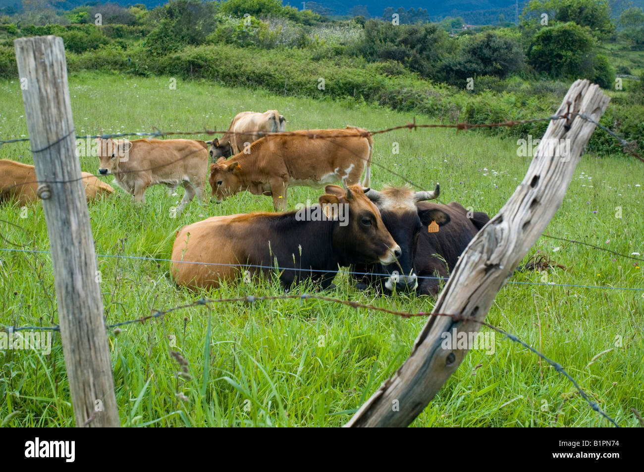 Vaca espanola hi-res stock photography and images - Alamy