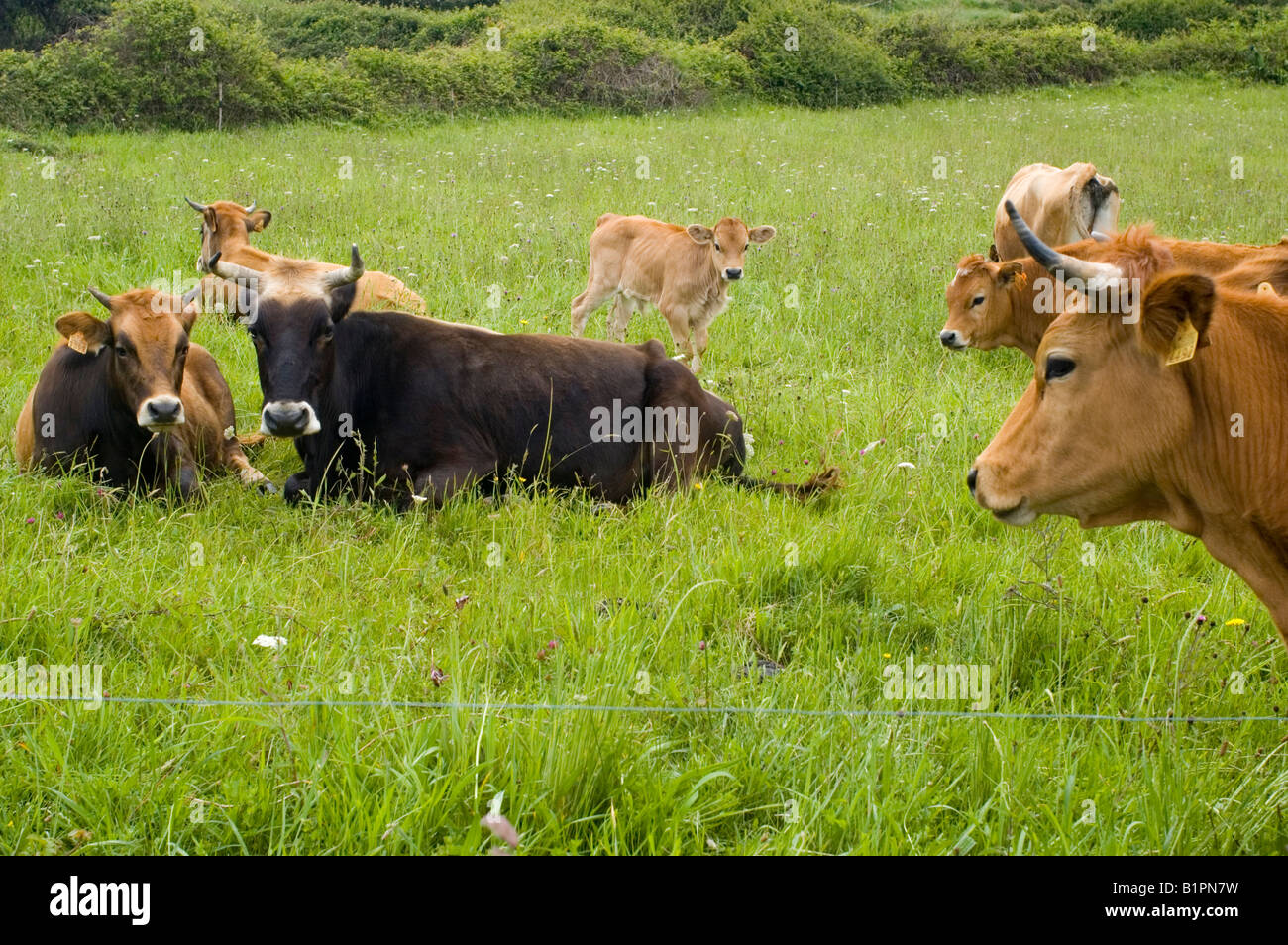 Cows and calfs Asturias region SPAIN Stock Photo - Alamy