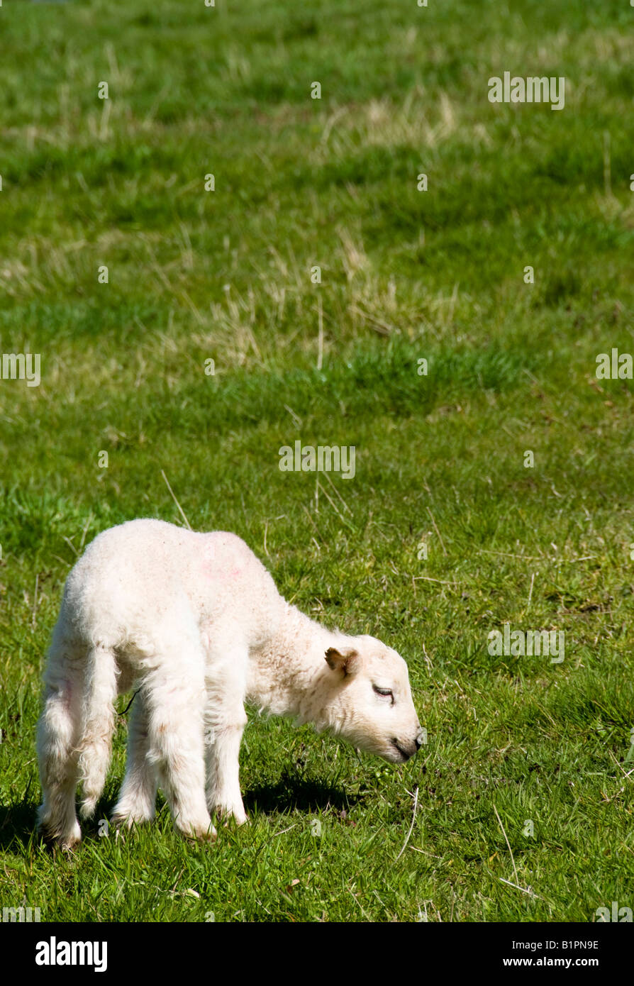 Cute lamb uk hi-res stock photography and images - Alamy