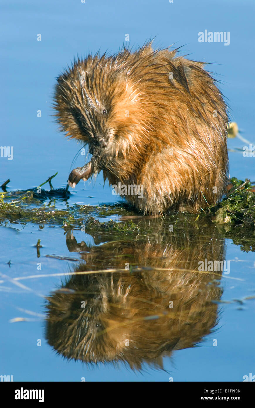 Muskrat up close hi-res stock photography and images - Alamy
