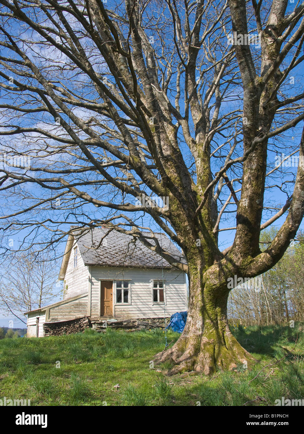 Small house by a big tree Stock Photo - Alamy