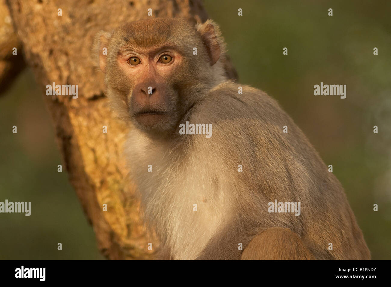 Rhesus macaque Macaca mulatta Corbett national park India Stock Photo - Alamy