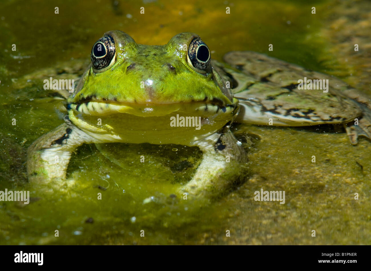 Green Frog (Rana clamitans), Pond, E USA by Skip Moody / Dembinsky ...