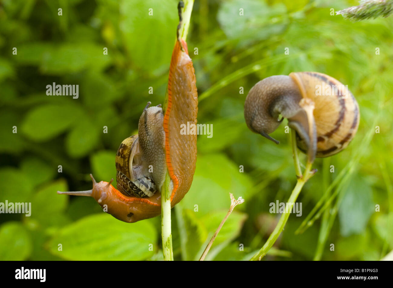 Snails and slug Asturias region SPAIN Stock Photo - Alamy