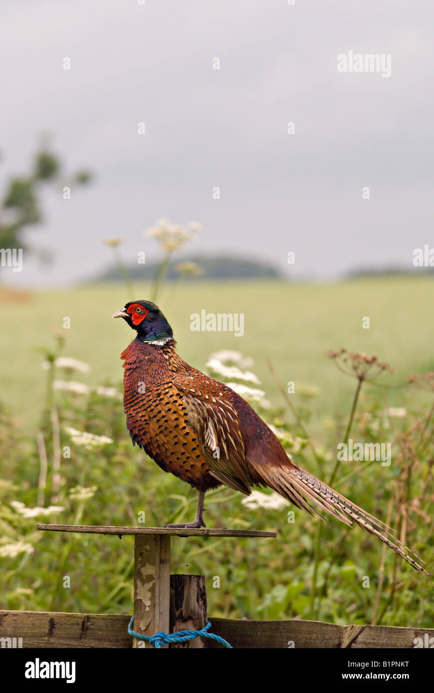 Cock Pheasant sitting on a bird table Stock Photo - Alamy