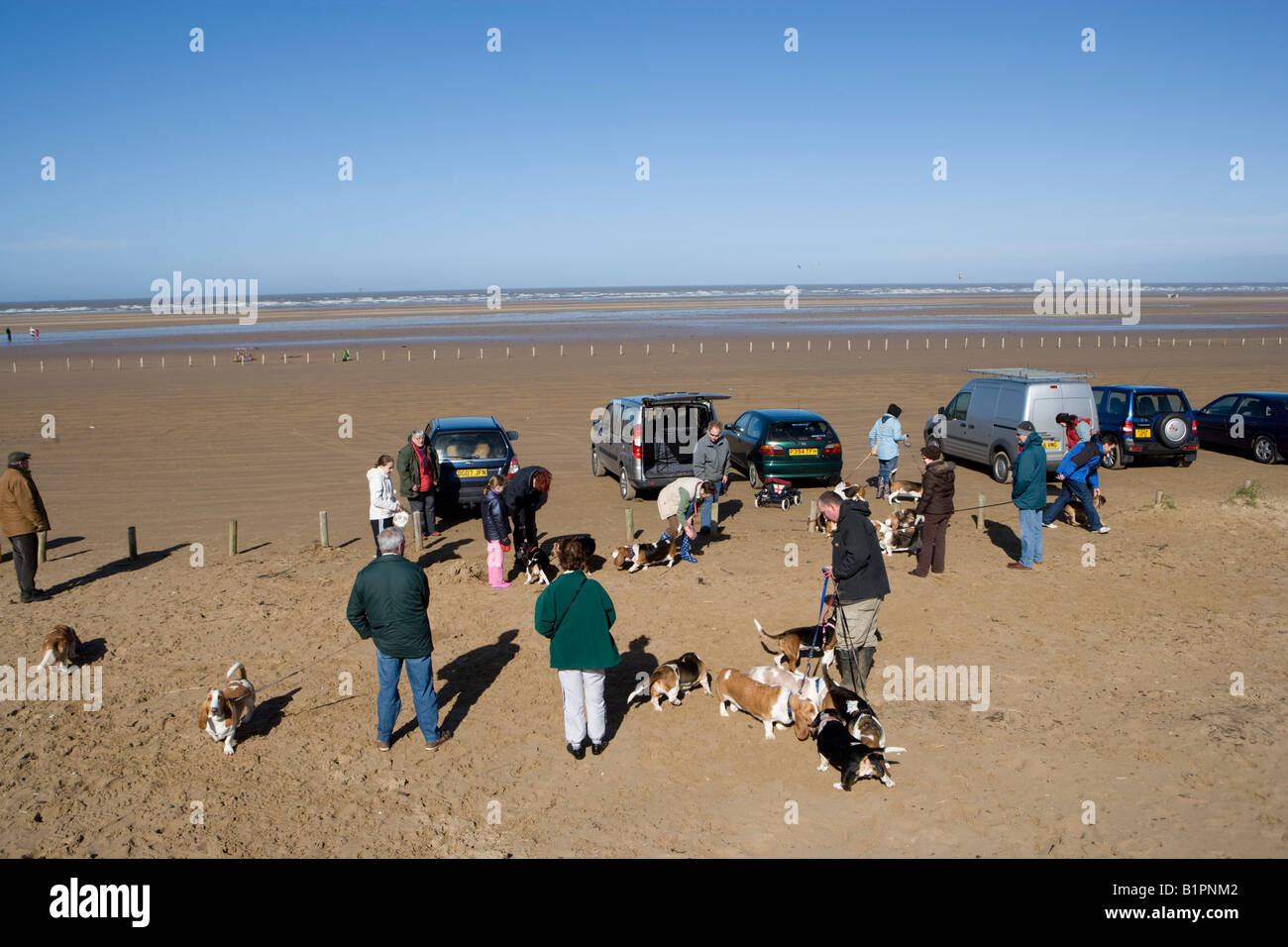 Basset on beach hi-res stock photography and images - Alamy