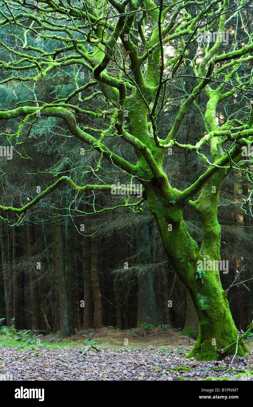 mossy green tree in a conifer plantation Stock Photo - Alamy