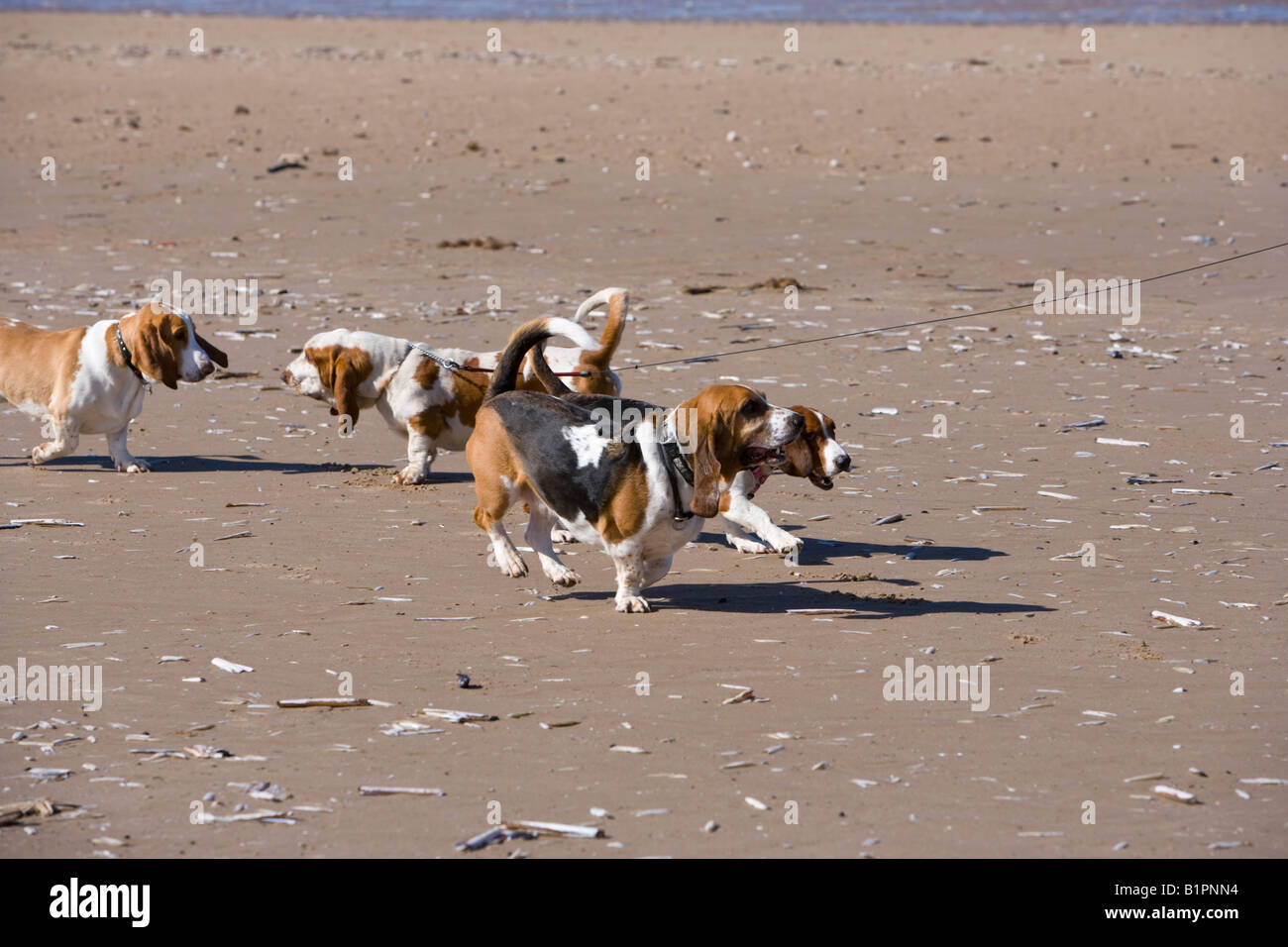 basset hounds excercising on the beach Stock Photo - Alamy