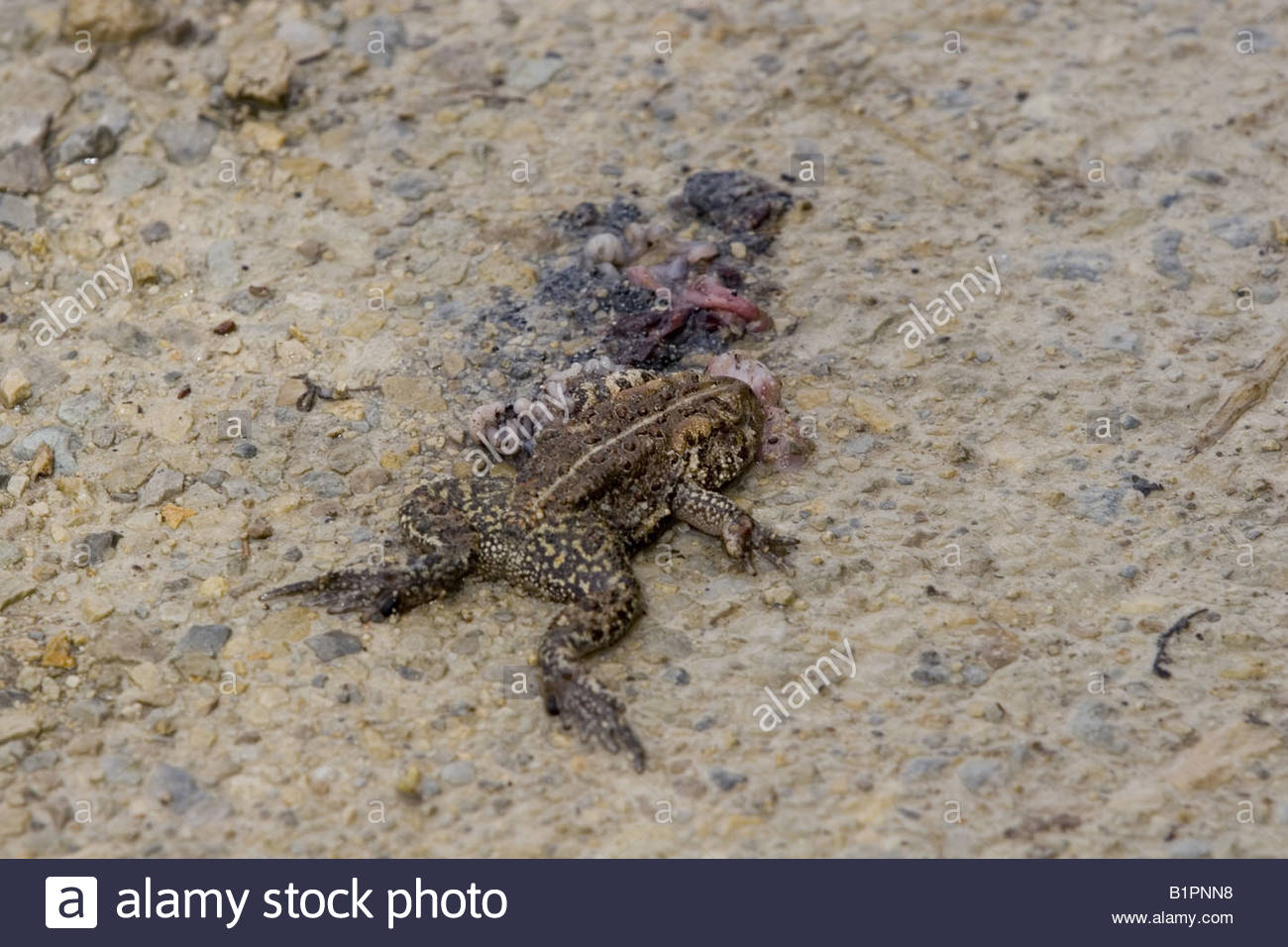 Squashed By A Car High Resolution Stock Photography and Images - Alamy