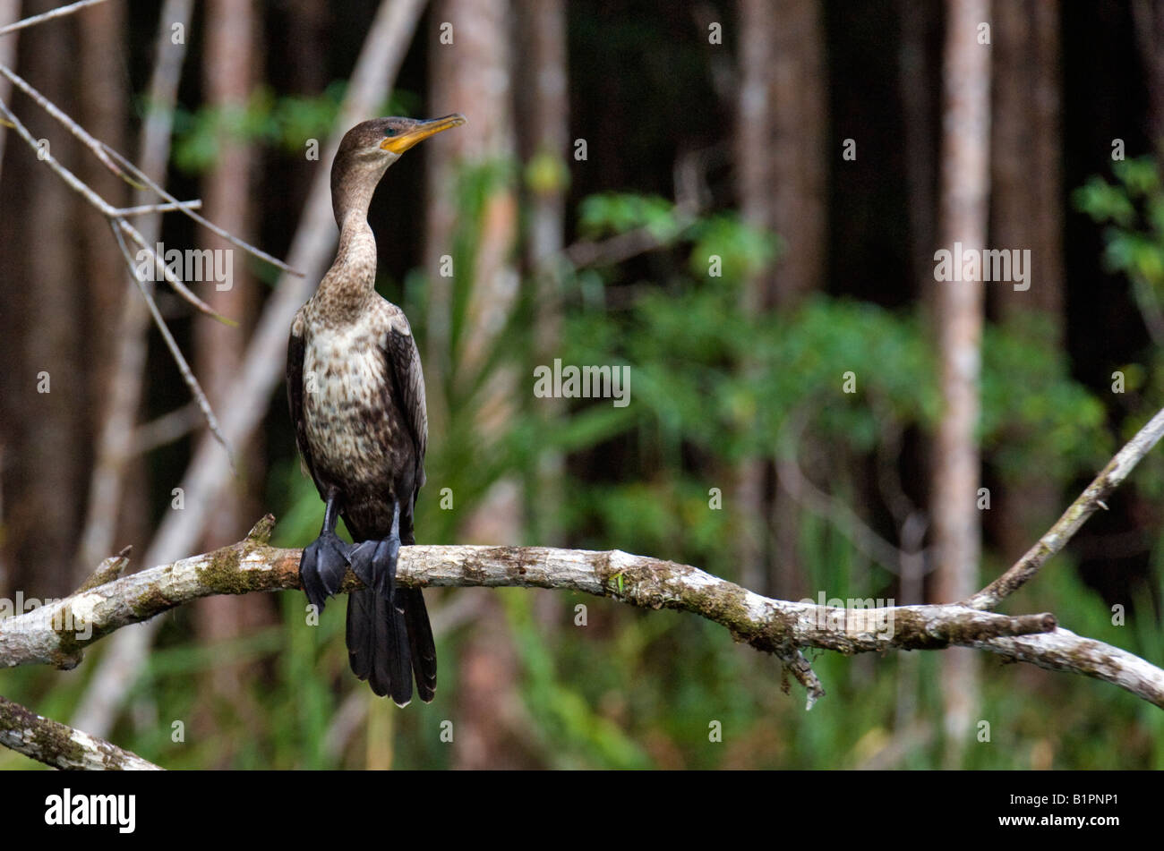 Snakebird darter hi-res stock photography and images - Alamy