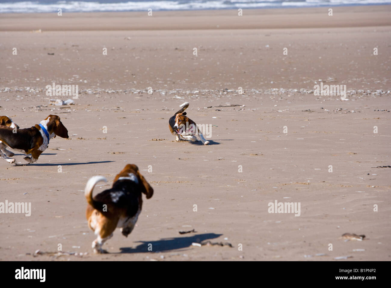 basset hounds excercising on the beach Stock Photo - Alamy
