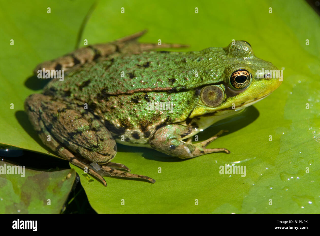 Aquatic frog webbed feet hi-res stock photography and images - Alamy