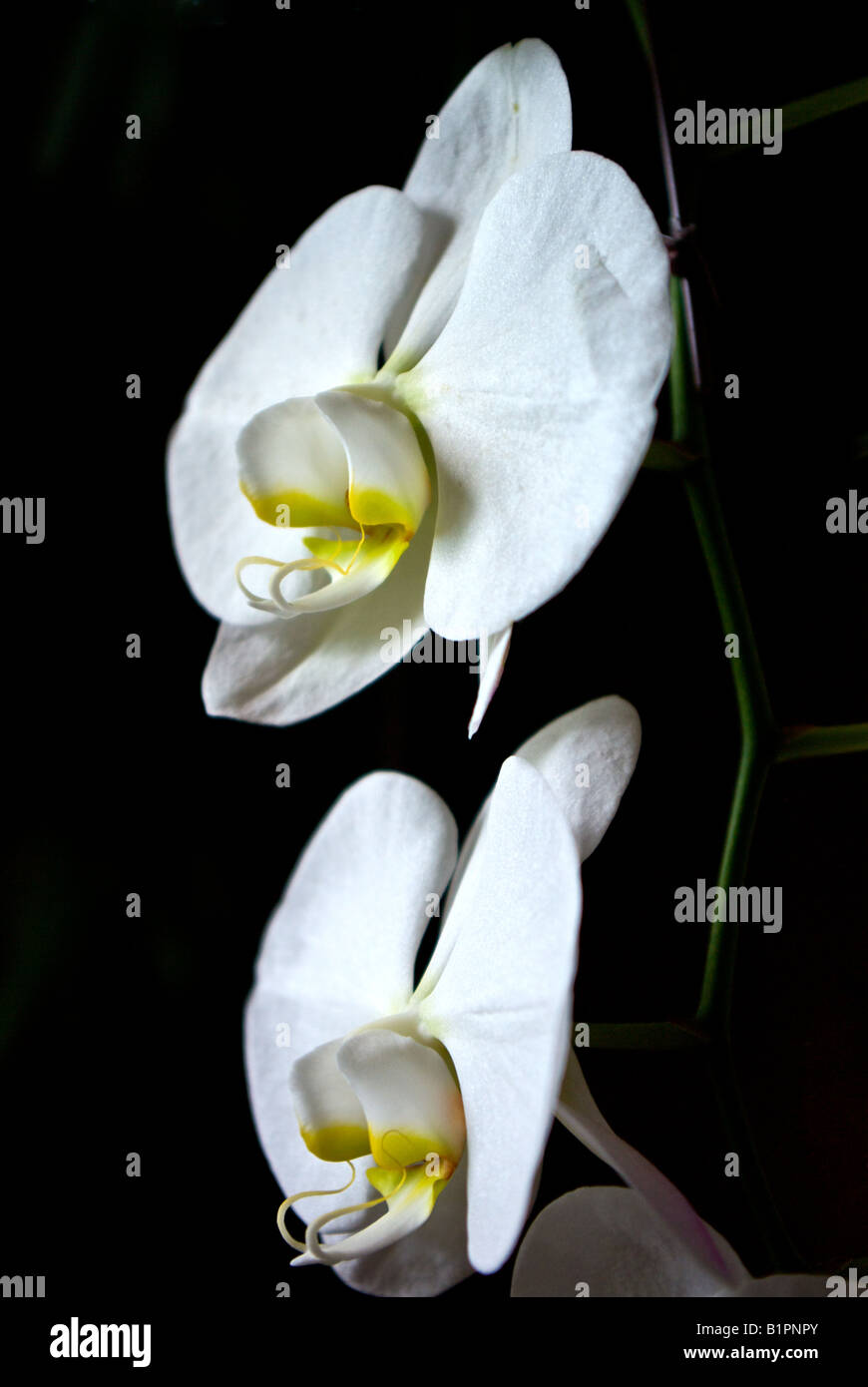 White Phalaenopsis amabilis orchid flower Stock Photo - Alamy
