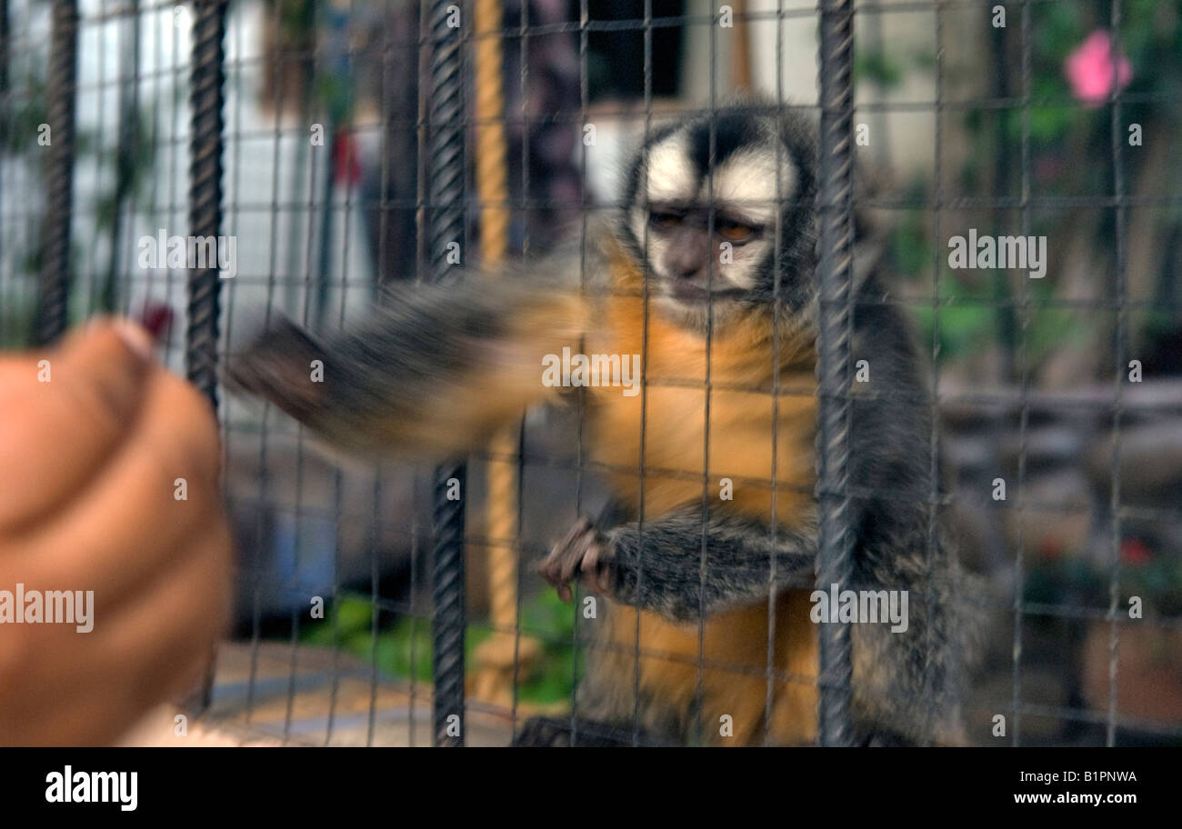 Monkey hand grab hi-res stock photography and images - Alamy