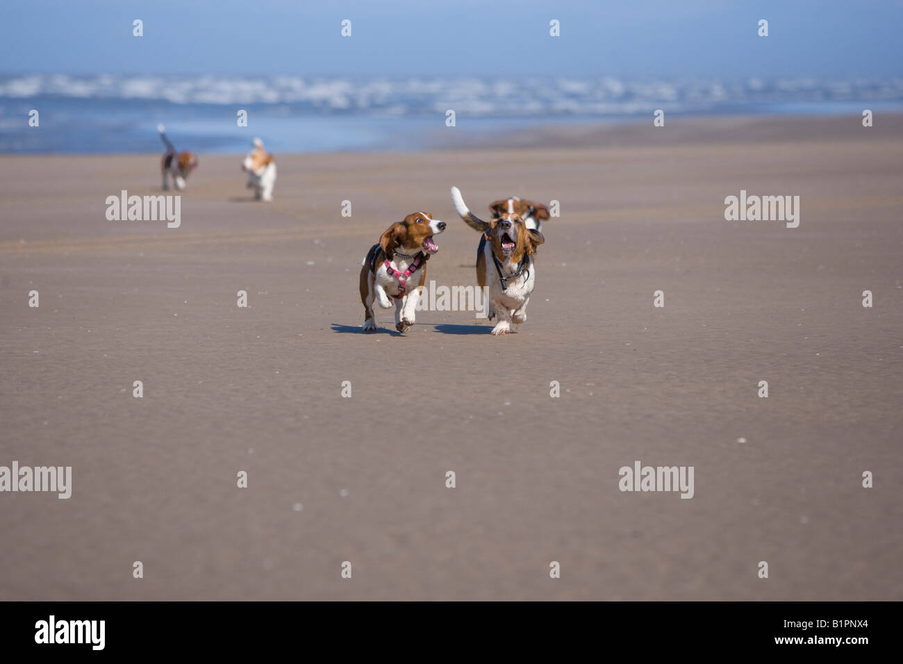 basset hounds excercising on the beach Stock Photo - Alamy