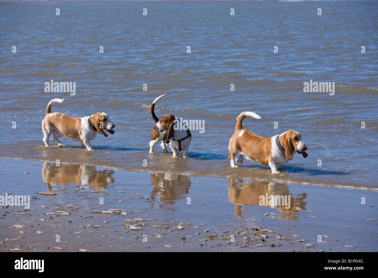 basset hounds excercising on the beach Stock Photo - Alamy