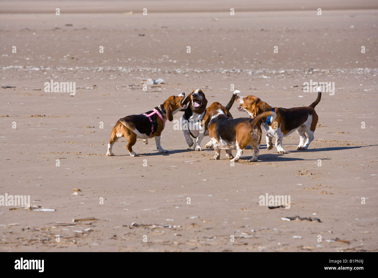 basset hounds excercising on the beach Stock Photo - Alamy