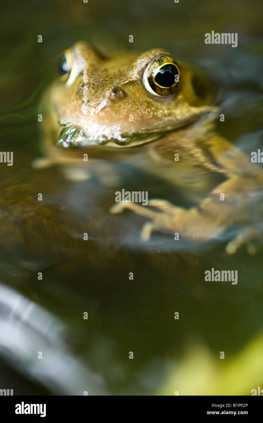 Common Frog, UK Stock Photo - Alamy