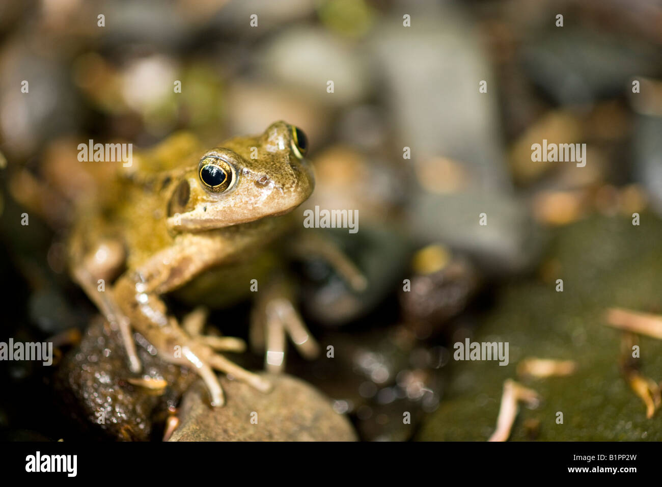 Frog jpg hi-res stock photography and images - Alamy