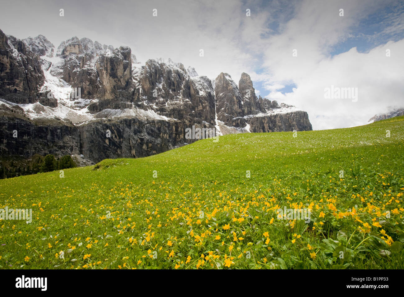 Wild Flowers growing in the Dolomite mountains of Italy Many Alpine ...