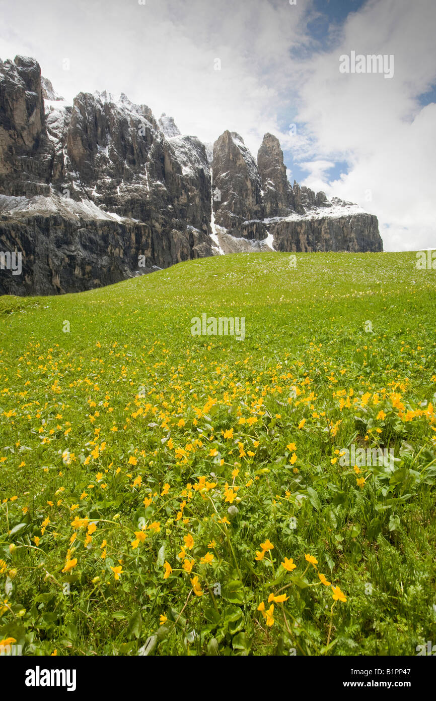 Wild Flowers growing in the Dolomite mountains of Italy Many Alpine ...