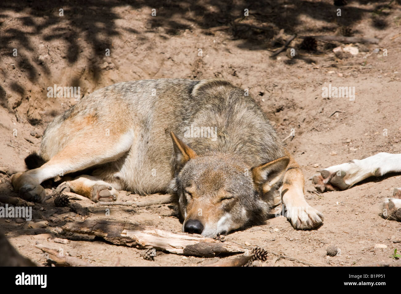 Sleeping wolf hi-res stock photography and images - Alamy