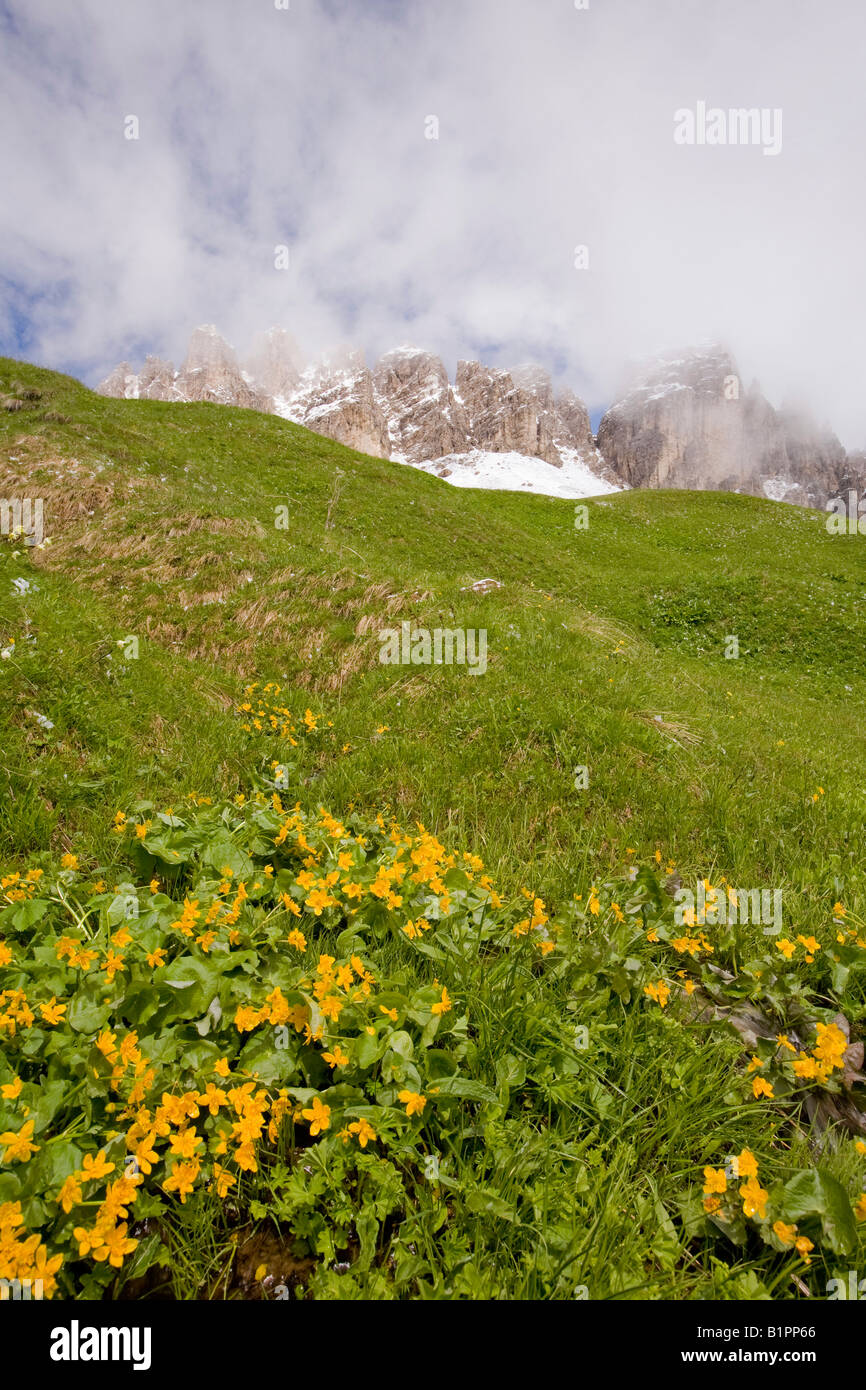 Wild Flowers growing in the Dolomite mountains of Italy Many Alpine ...