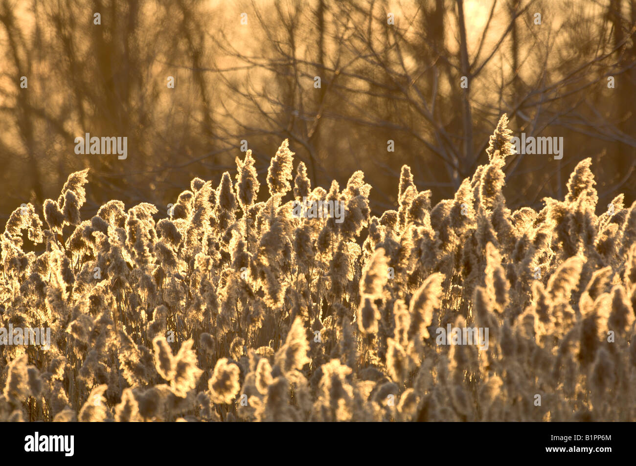 Reed canarygrass hi-res stock photography and images - Alamy