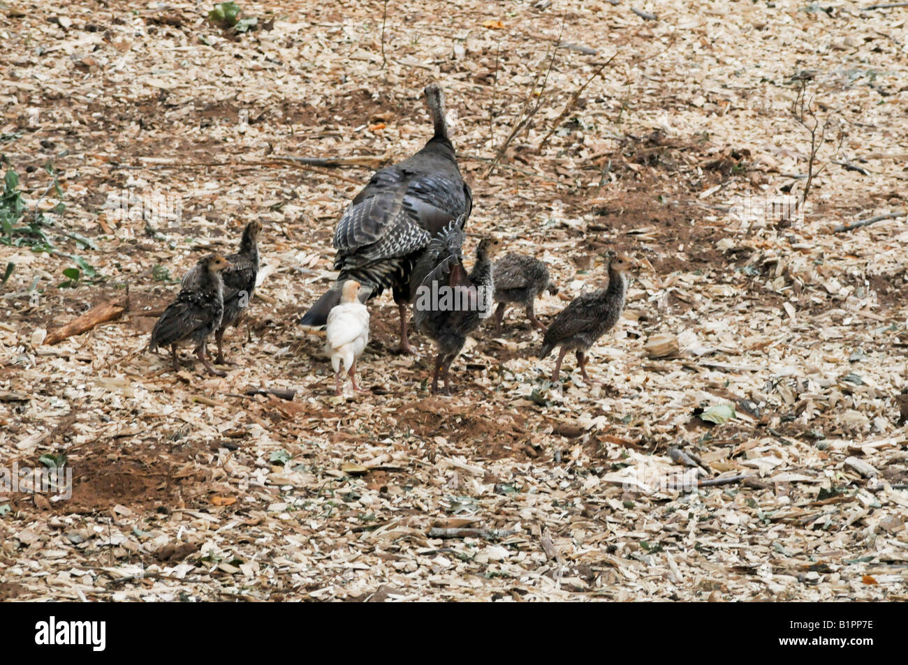 A baby white turkey with siblings and mother. Standing out and being ...