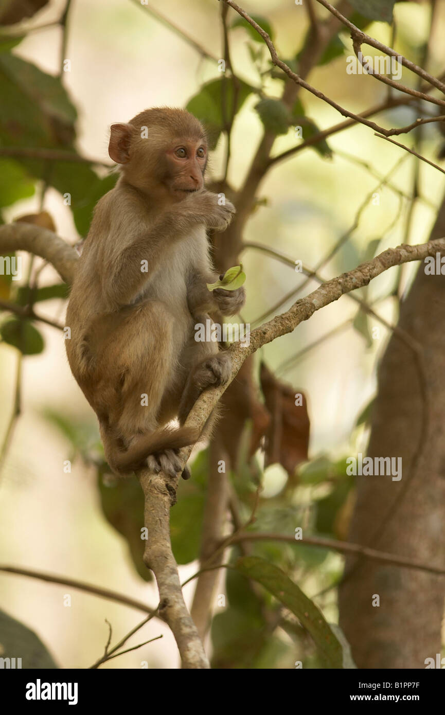 Rhesus macaque Macaca mulatta Corbett national park India Stock Photo - Alamy
