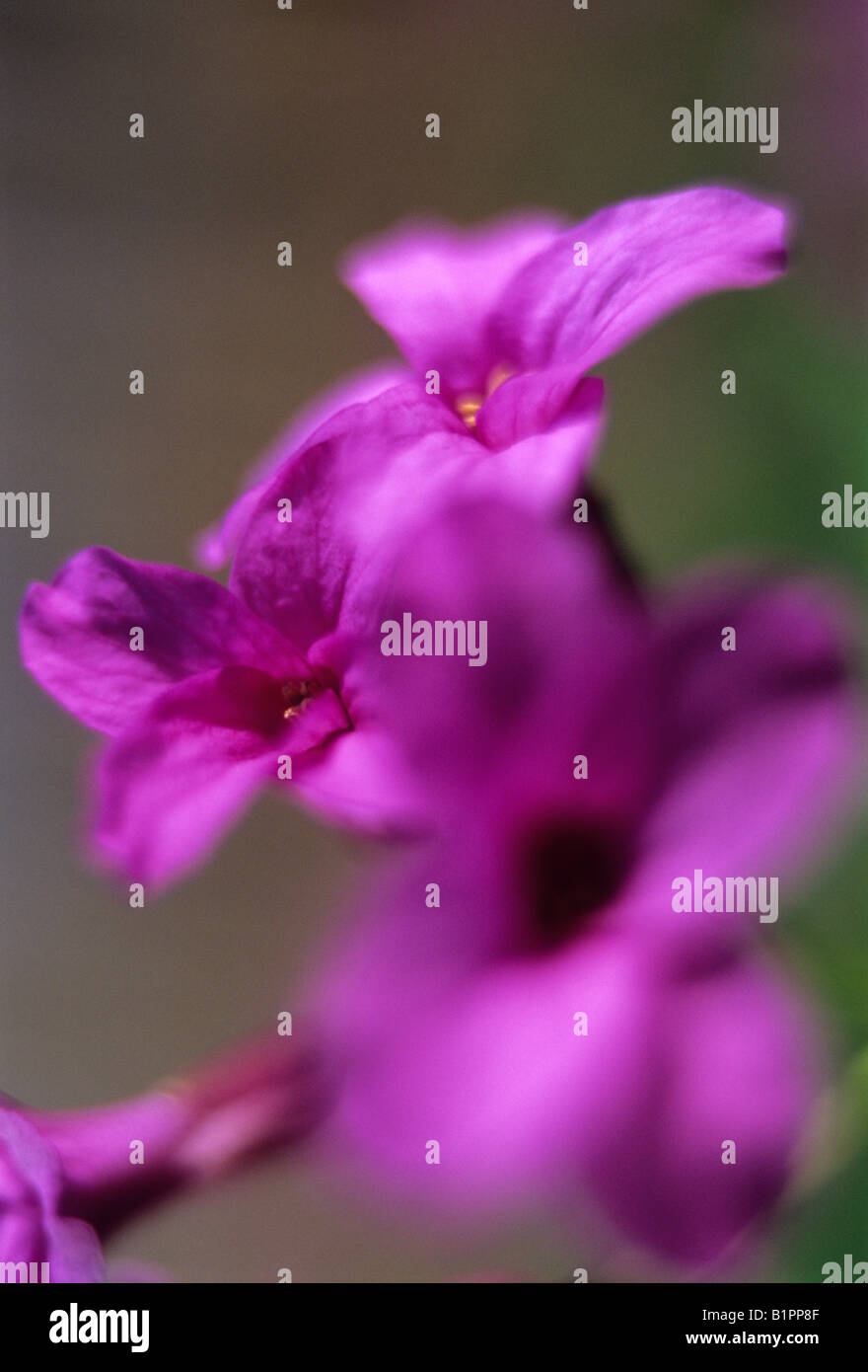 toothwort , Dentaria glandulosa Stock Photo - Alamy