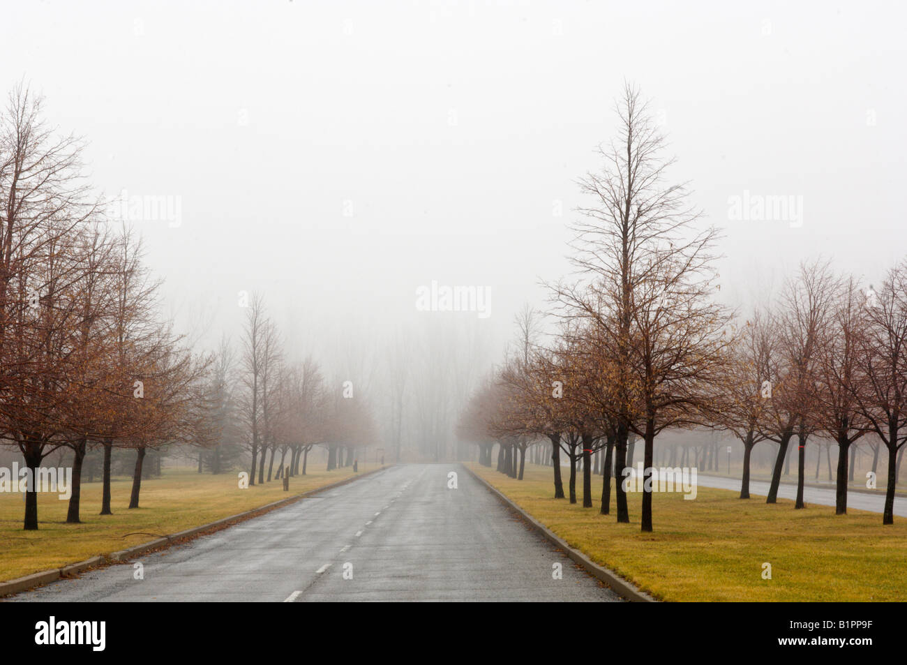 Trees in the mist and rain Stock Photo - Alamy