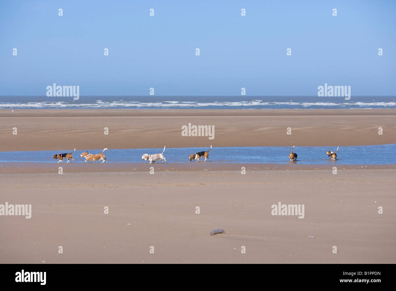 basset hounds excercising on the beach Stock Photo - Alamy