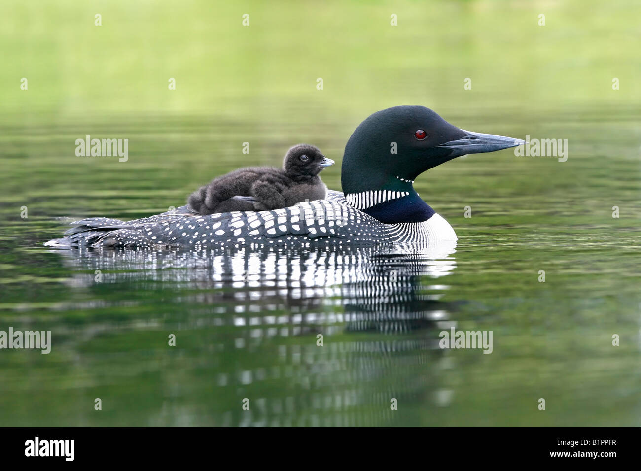 Common loon hi-res stock photography and images - Alamy