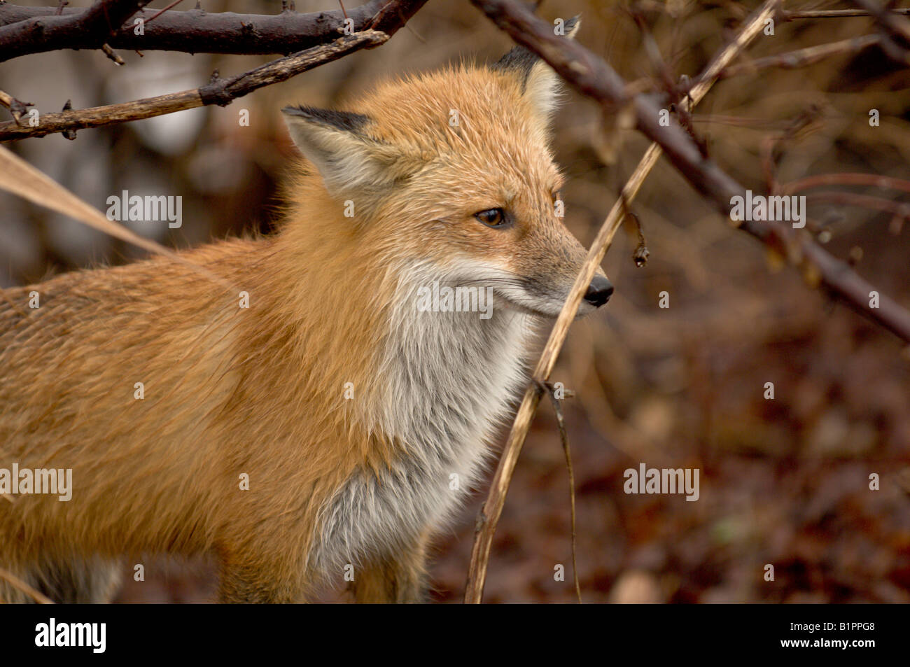 Red fox brown eyes hi-res stock photography and images - Alamy