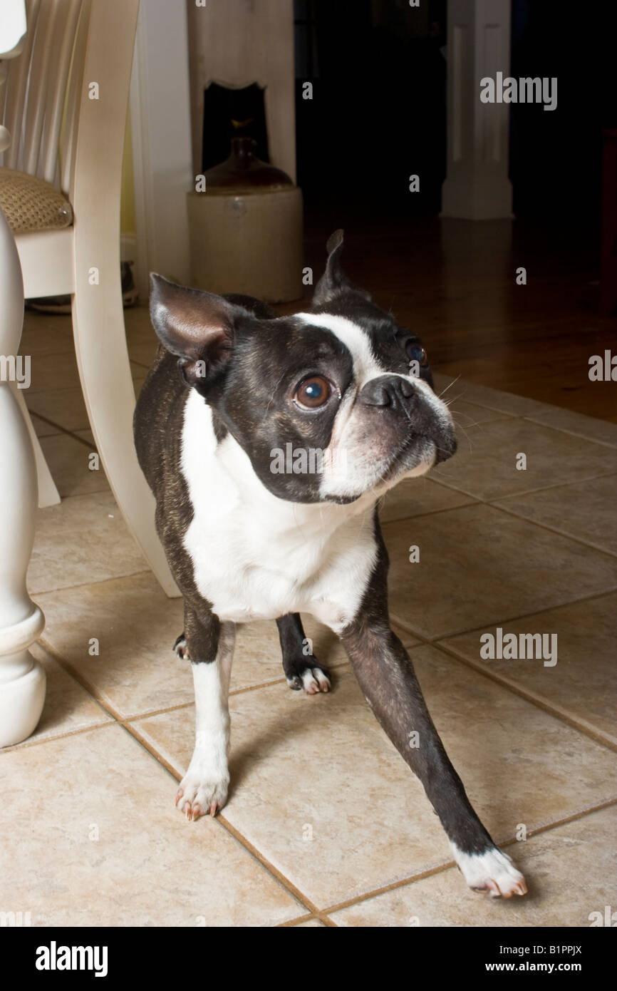 Bulldog with foot out Stock Photo - Alamy