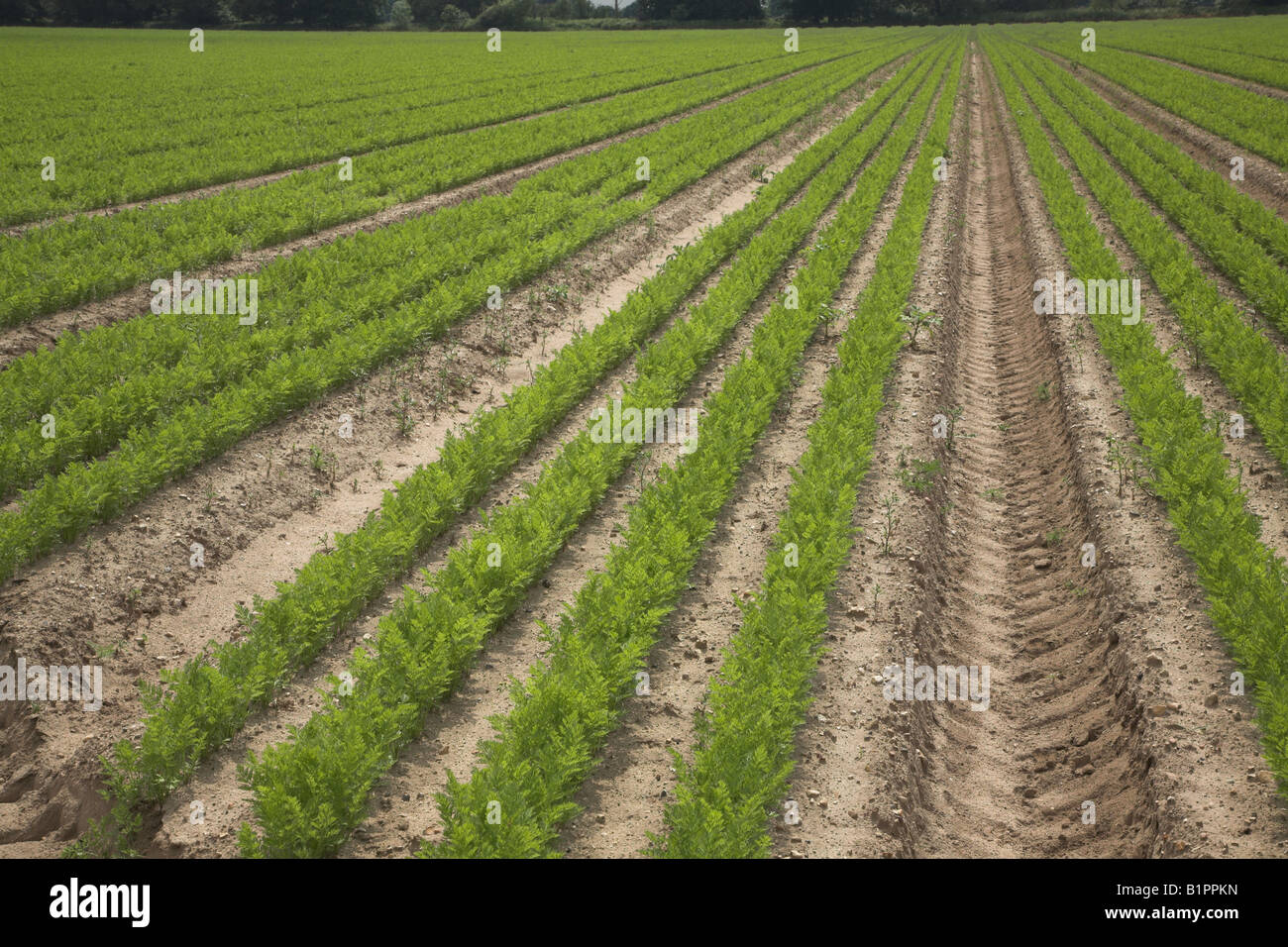 Root crop rows hi-res stock photography and images - Alamy