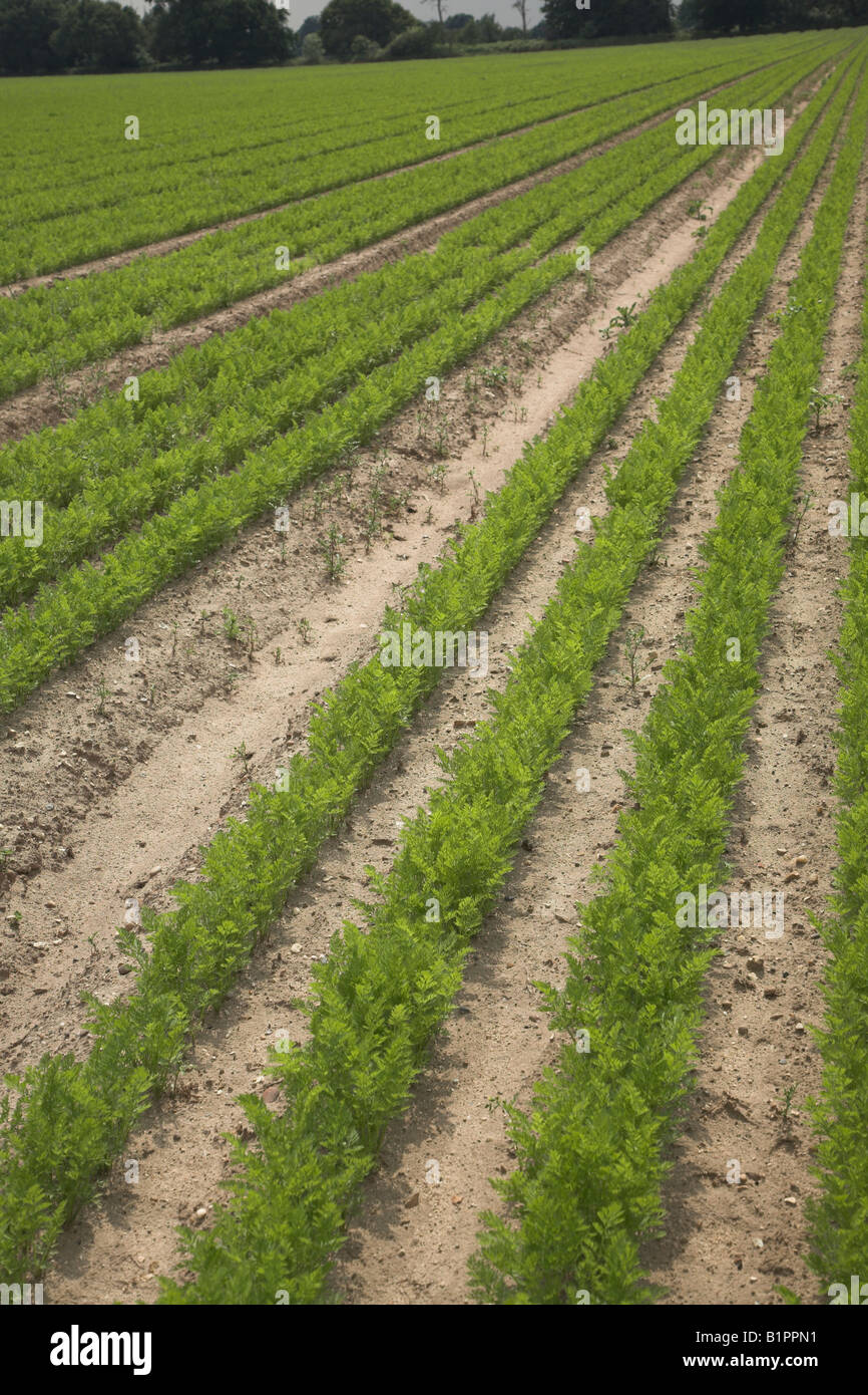 Root crop rows hi-res stock photography and images - Alamy