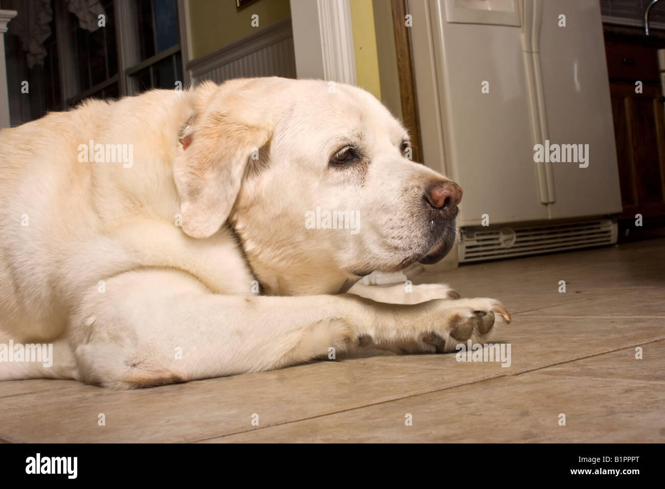 Labrador Dog laying on floor Stock Photo - Alamy