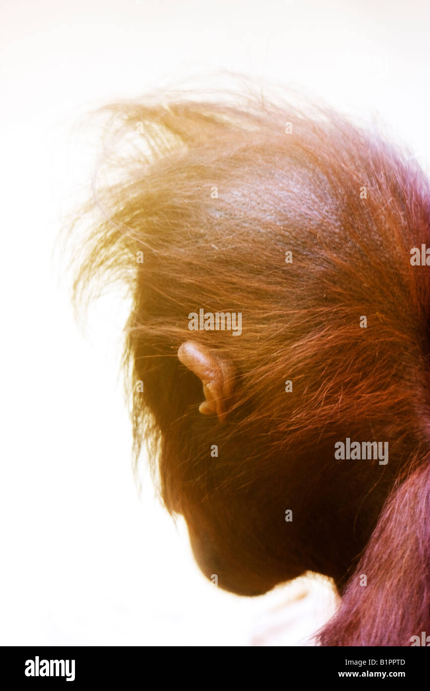 Orangutan head hi-res stock photography and images - Alamy