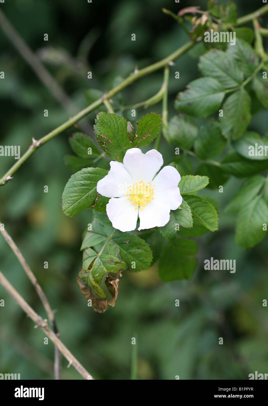 White rosa canina flower hi-res stock photography and images - Alamy