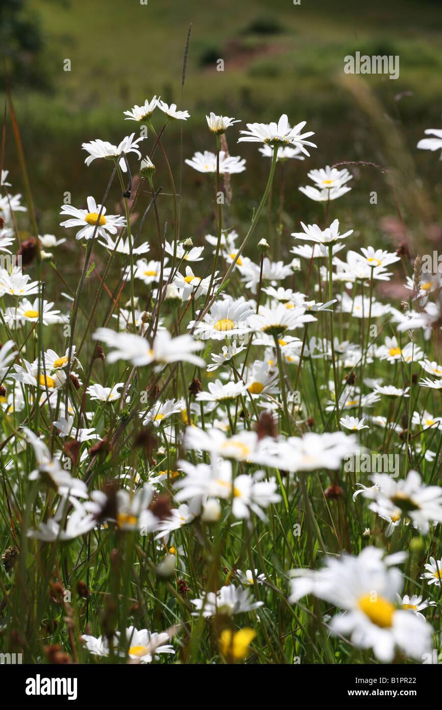A group of oxeye daisies (Leucanthemum vulgare), England, UK Stock ...