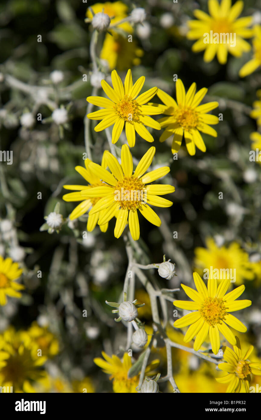 SENECIO GREYI ASTERACEAE YELLOW FLOWERING SHRUB IN A SUNNY SURREY ...